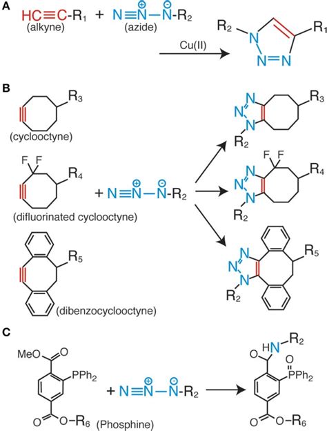 Specific and quantitative labeling of biomolecules using click ...