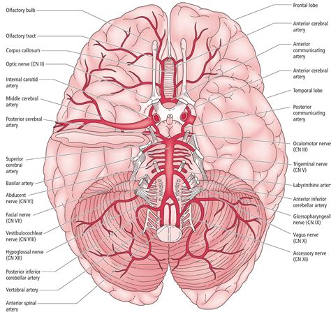 Figure 4 From Anatomy Of The Brain