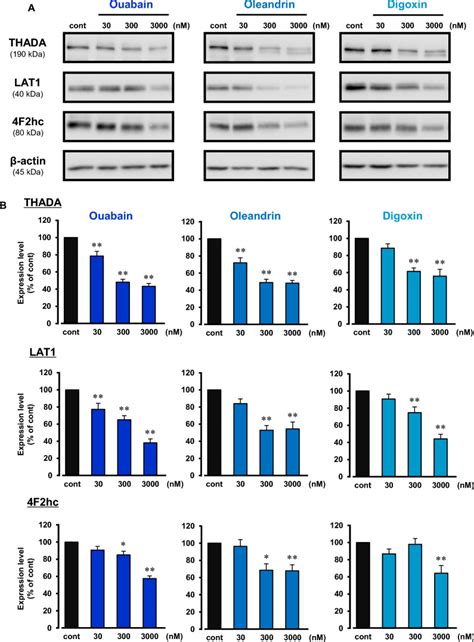 Negative Regulation Of Thyroid Adenoma Associated Protein THADA In The Cardiac Glycoside