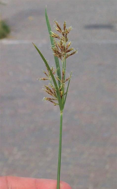 Nut Grass Facts And Health Benefits Health Benefits