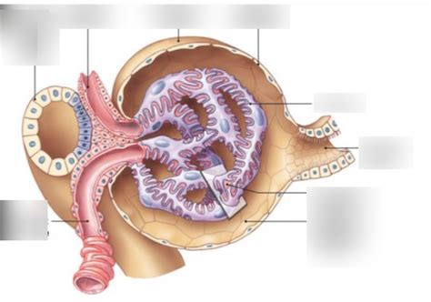 Glomerulus Diagram Quizlet