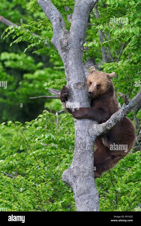Can Full Grown Grizzly Bears Climb Trees Large Budget Forum Pictures