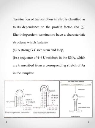 Prokaryotic Transcription Pptx