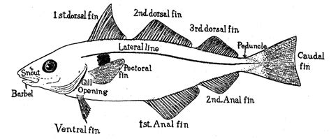 Moray And Wolf Eels Interesting Fish Facts Owlcation