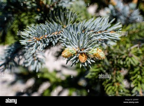Close Up Of Many Green Leaves Of Abies Alba Coniferous Tree Known As