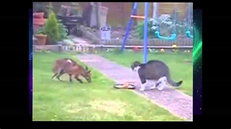 Бесстрашные коты,коты-спасатели!Кошка спасает ребенка,кот прогнал ...