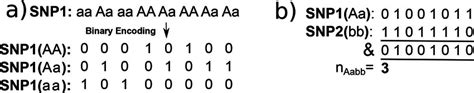 Binary Genotype Representation Example Showing A The Conversion Of A