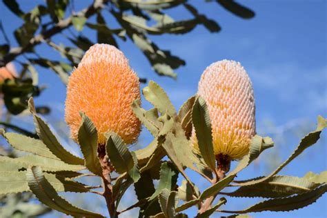 Botanic Gardens Week 2025 At Kings Park And Botanic Garden Native