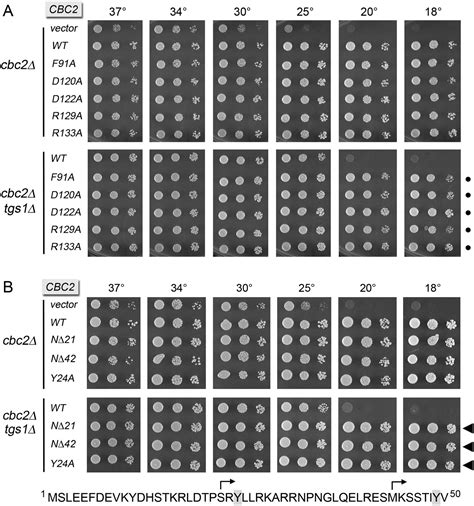 Genetic Interactions Of Hypomorphic Mutations In The M7g Cap Binding Pocket Of Yeast Nuclear Cap