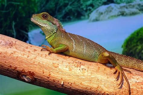 Chinese Water Dragon Enclosure Size And Setup Guide Reptile School