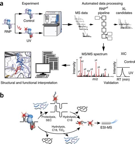 Overview Of The Procedure And Experimental Workflow A Schematic