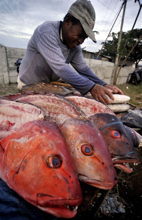 Kepala Kakap Antara Foto