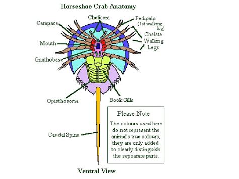 Phylum Arthropoda Arthro Joint Poda Foot Habitat Arthropods