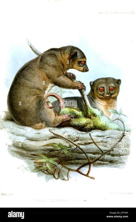 Wolf Subspecies Cut Out Stock Images And Pictures Alamy