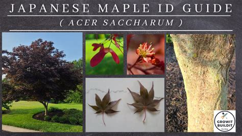 Maple Tree Identification A Complete Guide Growit Buildit