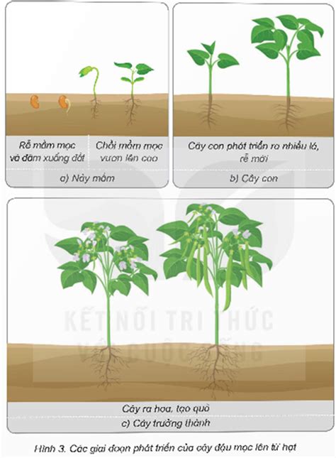Cây Con Của Các Cây Ngô Lúa đậu đỗ Rau Ngót Mọc Lên Từ Những Bộ