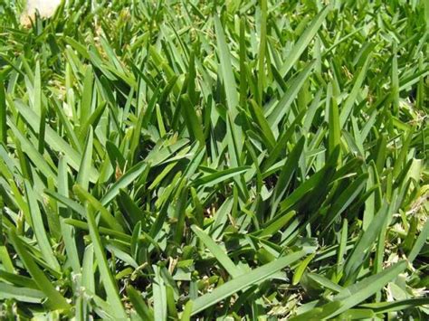 Best Types Of Grass For California