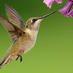 Gardening For Wildlife 3 Essentials For A Welcoming Habitat Proven