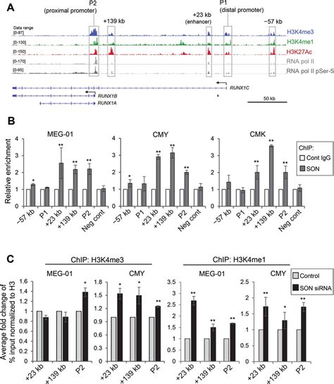 son directly binds to the runx1 promoter and two enhancer regions and