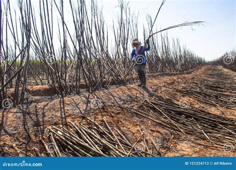 Manual Hay Harvesting Process Silhouette Of A Man Collecting Hay With