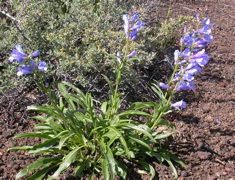 Penstemon Spectabilis Royal Beard Tongue Plantmaster
