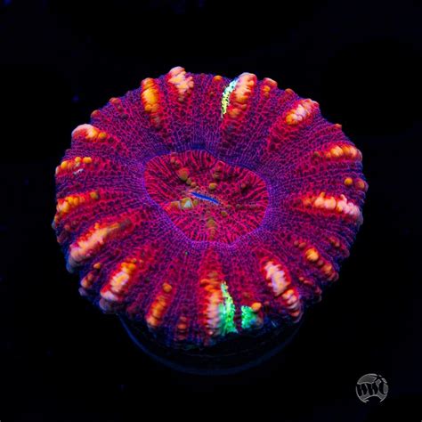 Bicolor Branching Frammer Live Sale Coral