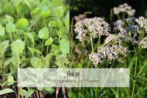 Anise Pimpinella Anisum Microgreens Corner