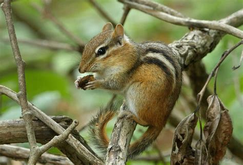 Chipmunk Chew Copy Music Of Nature