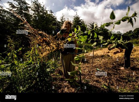 Mauvaise herbe agricole hi-res stock photography and images - Alamy