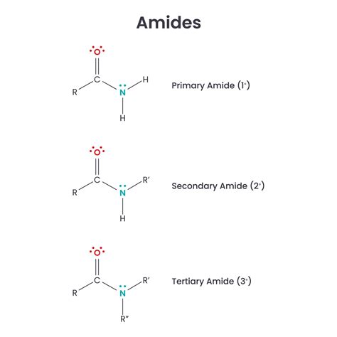 Amides Biochemistry Functional Group Science Vector Infographic 20561307 Vector Art At Vecteezy