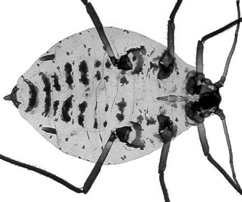 Brevicoryne Brassicae Mealy Cabbage Aphid Identification Images