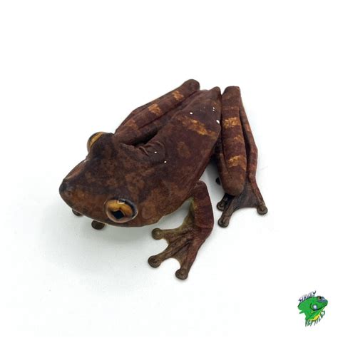 Gladiator Tree Frog Juvenile To Adult Strictly Reptiles