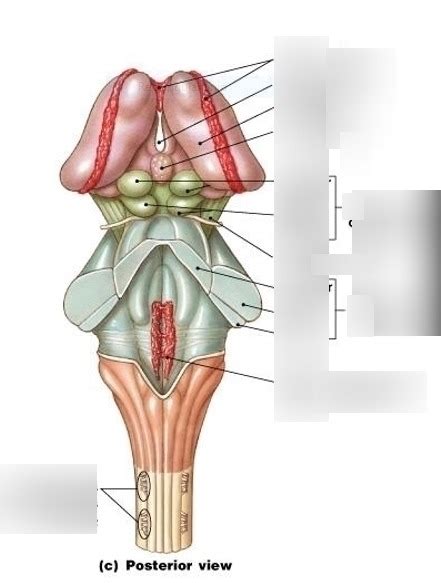 Posterior View Diencephalon And Brain Stem Diagram Quizlet