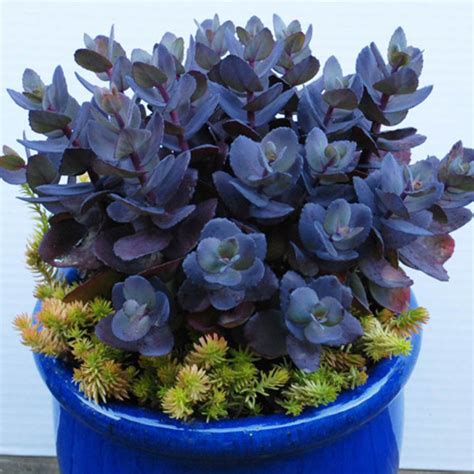 Sedum Blue Pearl Potplantheavenperth