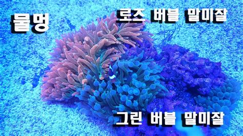 로즈 버블 말미잘 그린 버블 말미잘 Youtube
