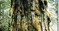 Vancouver Island Big Trees Worlds Largest Yellow Cedars Are On Vancouver Island