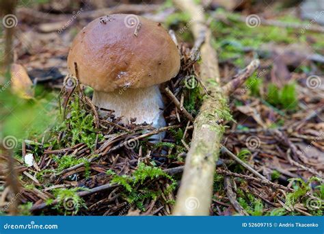Edible Bolete Mushrooms Stock Image Image Of Fall White 52609715