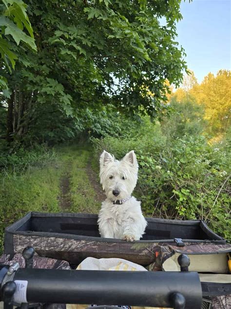 Calapooia Westies Puppies