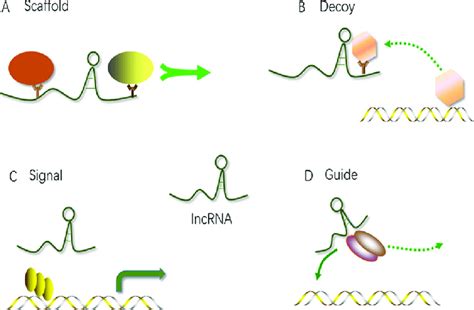Mode Of Action Of Lncrna A Scaffold Lncrna Can Act As A Central Download Scientific