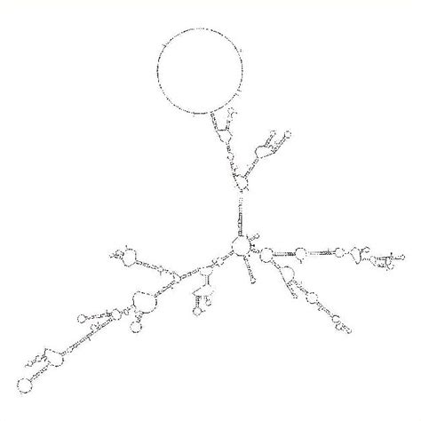 The Optimal Secondary Structure Of Messenger Rna Vaccine Construct