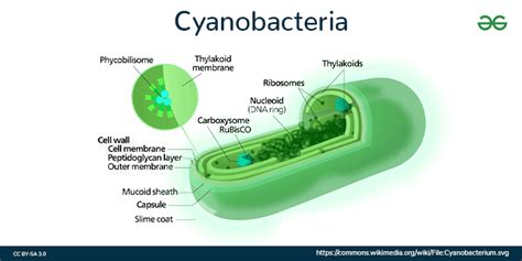 Eubacteria Examples And Images Eubacteria Definition Characteristics