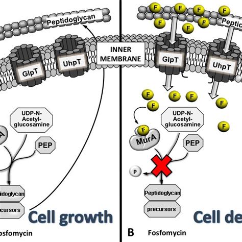 Reactions Catalysed By Fos Metalloenzymes Fosa Fosb And Fosx And Download Scientific Diagram