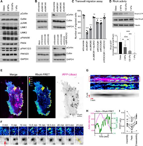 rigidity sensing controls cofilin activity through rhoa rock limk