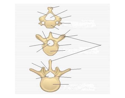 Cervical Thoracic And Lumbar Vertebrae