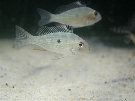 Threadfin Acara Moonlightaquatics