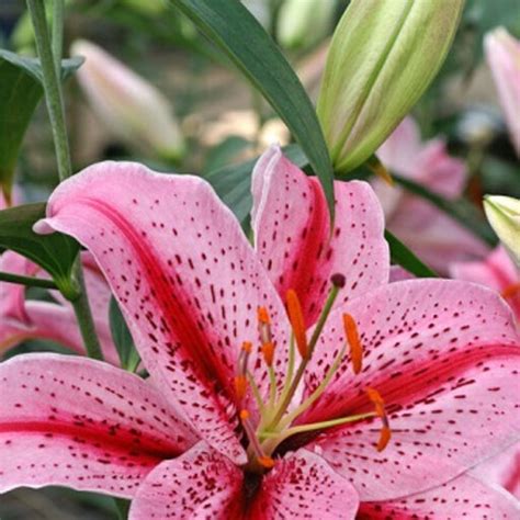 Nerma Zaimovic Gedik Üniversitesi Istanbul School Of Foreign