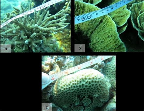 Acropora Coral Reef Description A Acropora Branching Acb B