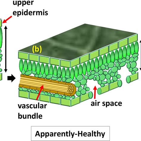 A Schematical Illustration Of Leaf Inner Morphology And Its Gradual Download Scientific Diagram