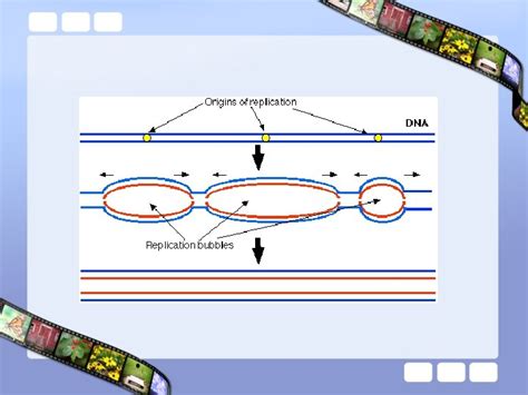 Dna Replication Topic 3 4 7 2 Assessment