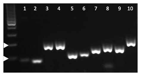 Multilocus Multiplex Detection Of Ganoderma Zonatum From Environmental Samples Plant Disease